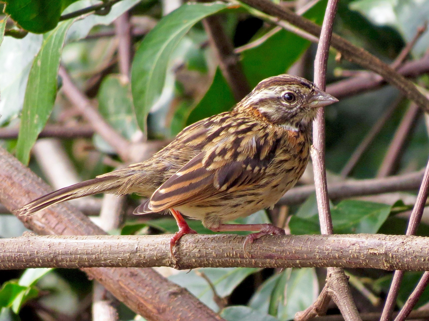 Rufous-collared Sparrow - eBird