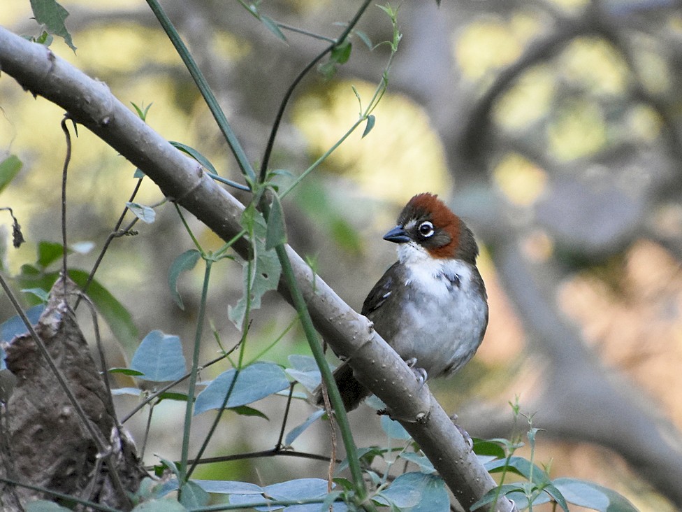 Rusty-crowned Ground-Sparrow - eBird