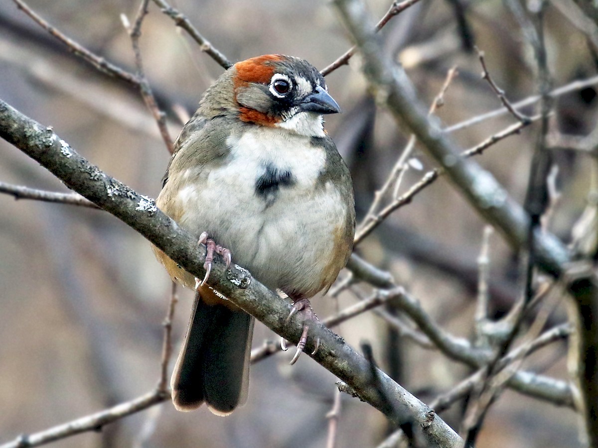 Rusty-crowned Ground-Sparrow - Melozone kieneri - Birds of the World