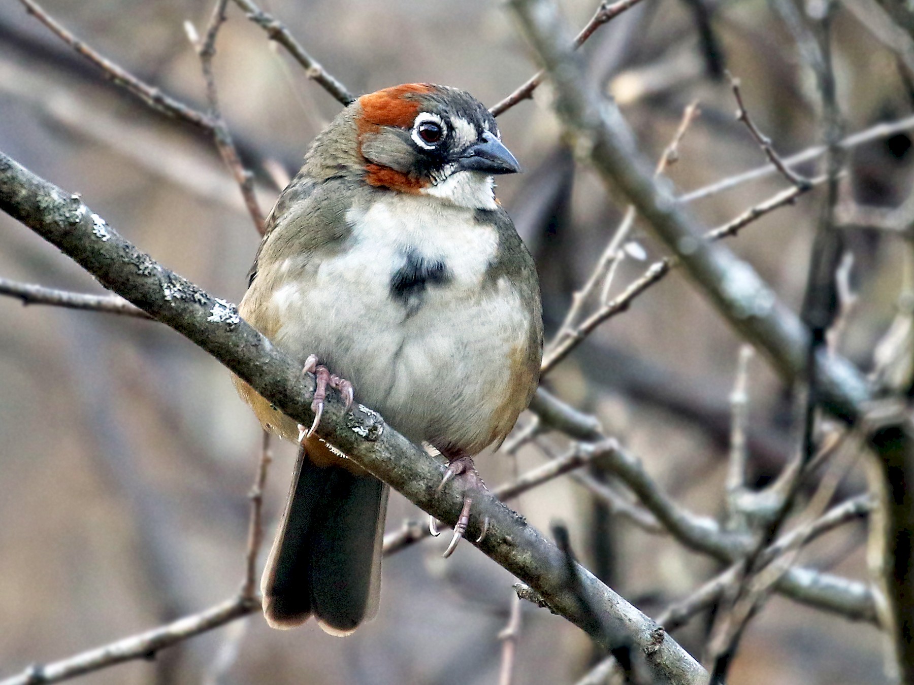 Rusty-crowned Ground-Sparrow - eBird