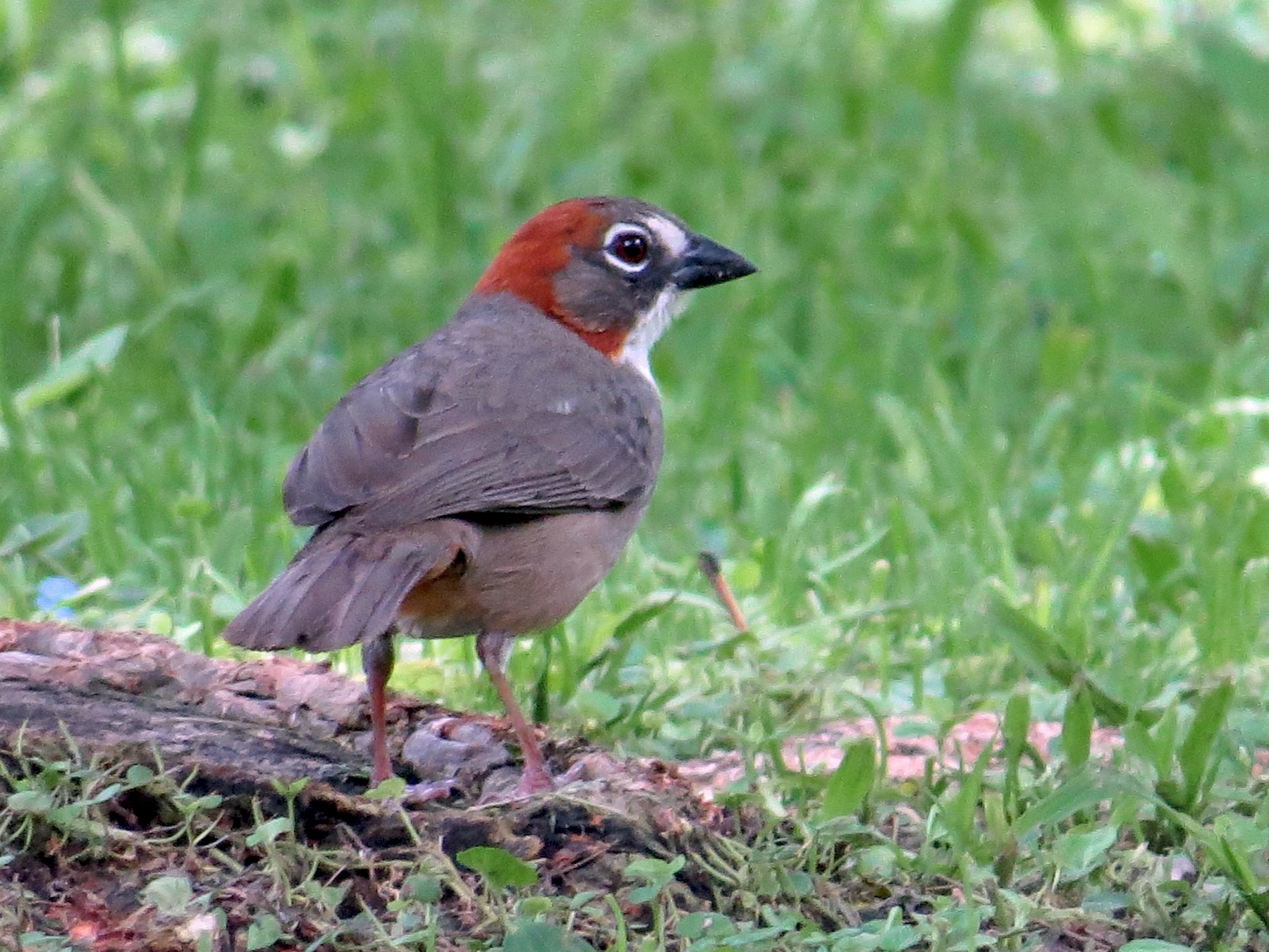 Rusty-crowned Ground-Sparrow - eBird