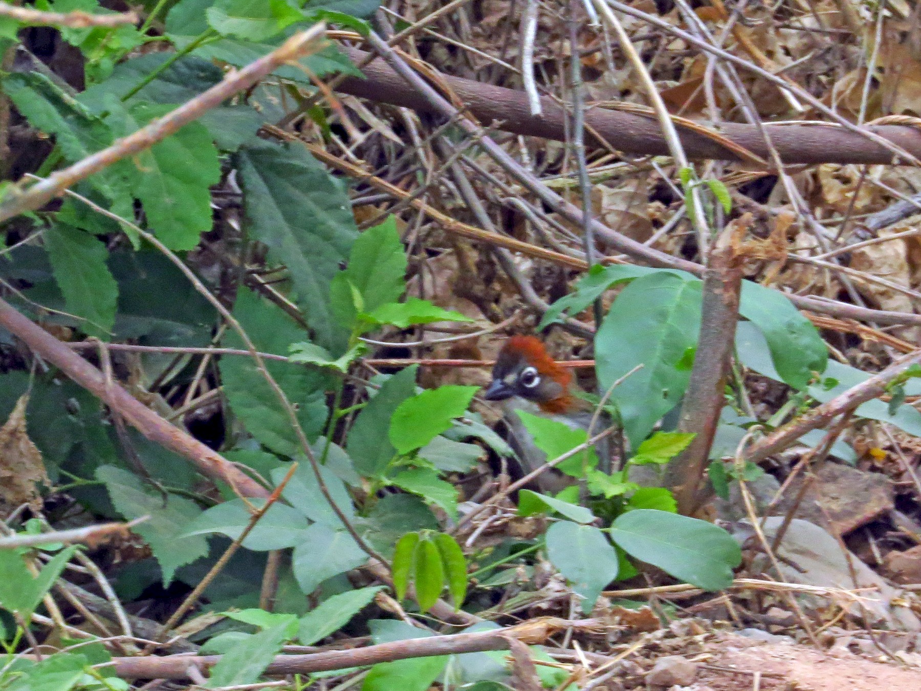 Rusty-crowned Ground Sparrow - eBird