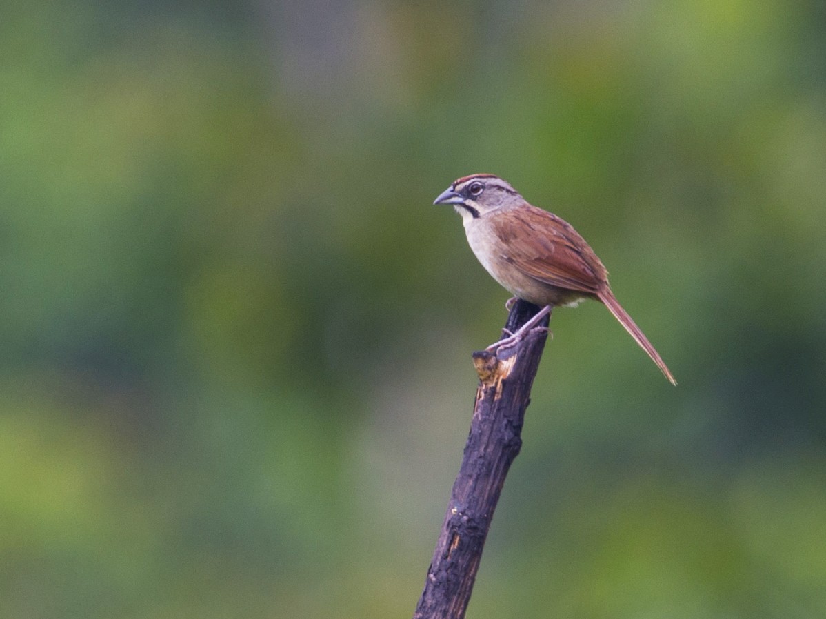 Rusty Sparrow - eBird