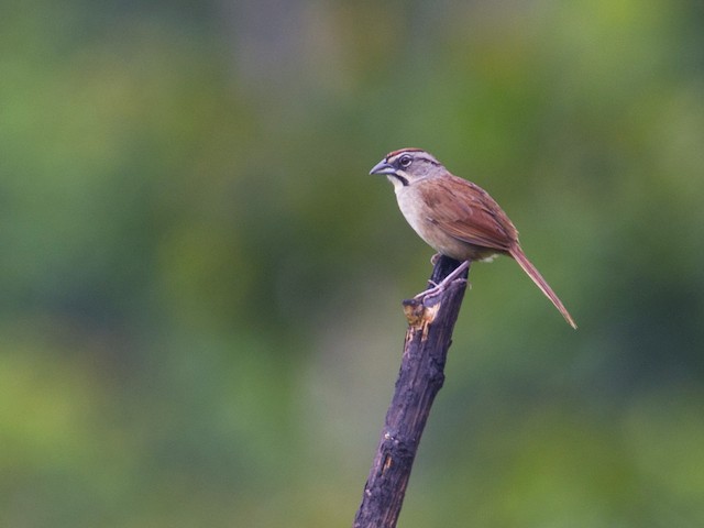Photos - Rusty Sparrow - Aimophila rufescens - Birds of the World