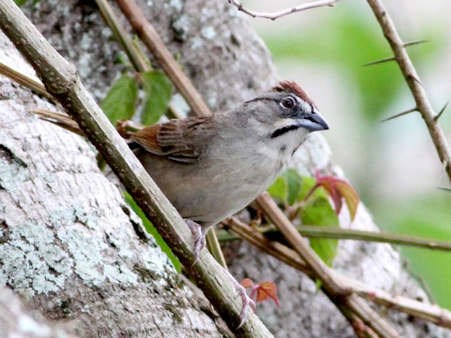 Photos - Rusty Sparrow - Aimophila rufescens - Birds of the World