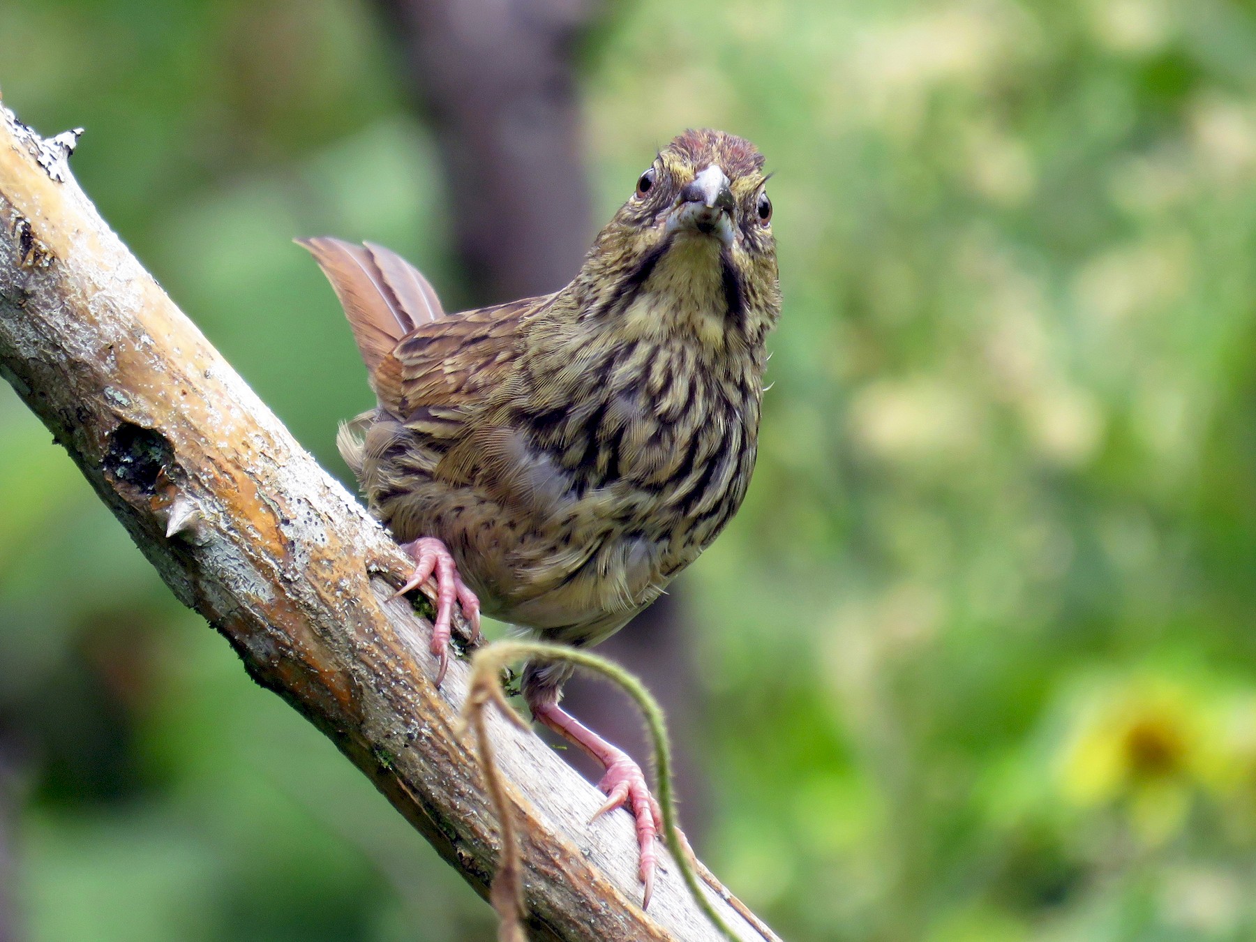 Rusty Sparrow - eBird