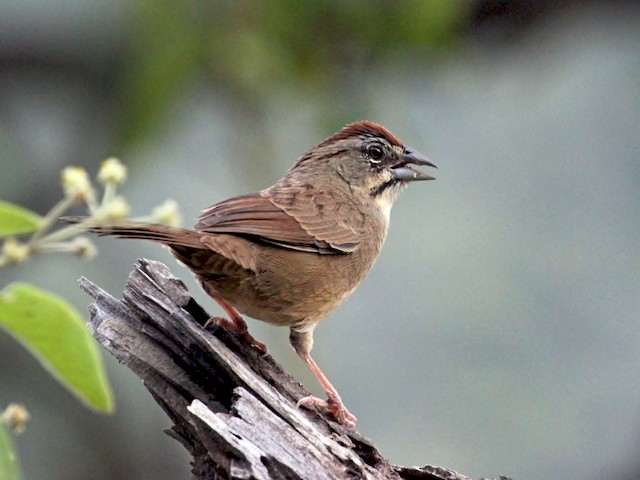 Photos - Rusty Sparrow - Aimophila rufescens - Birds of the World