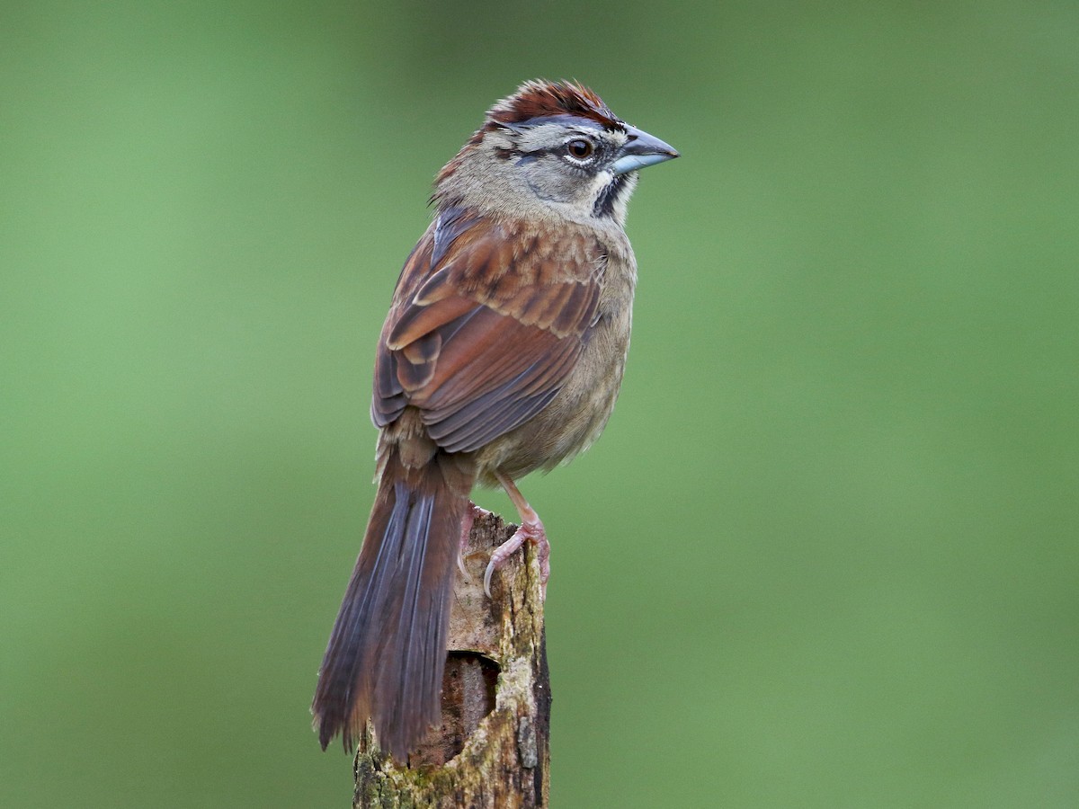 Rusty Sparrow - Aimophila rufescens - Birds of the World