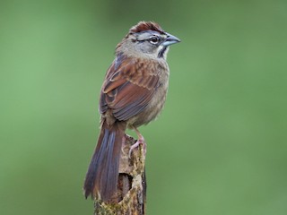 Rusty Sparrow - Aimophila rufescens - Birds of the World