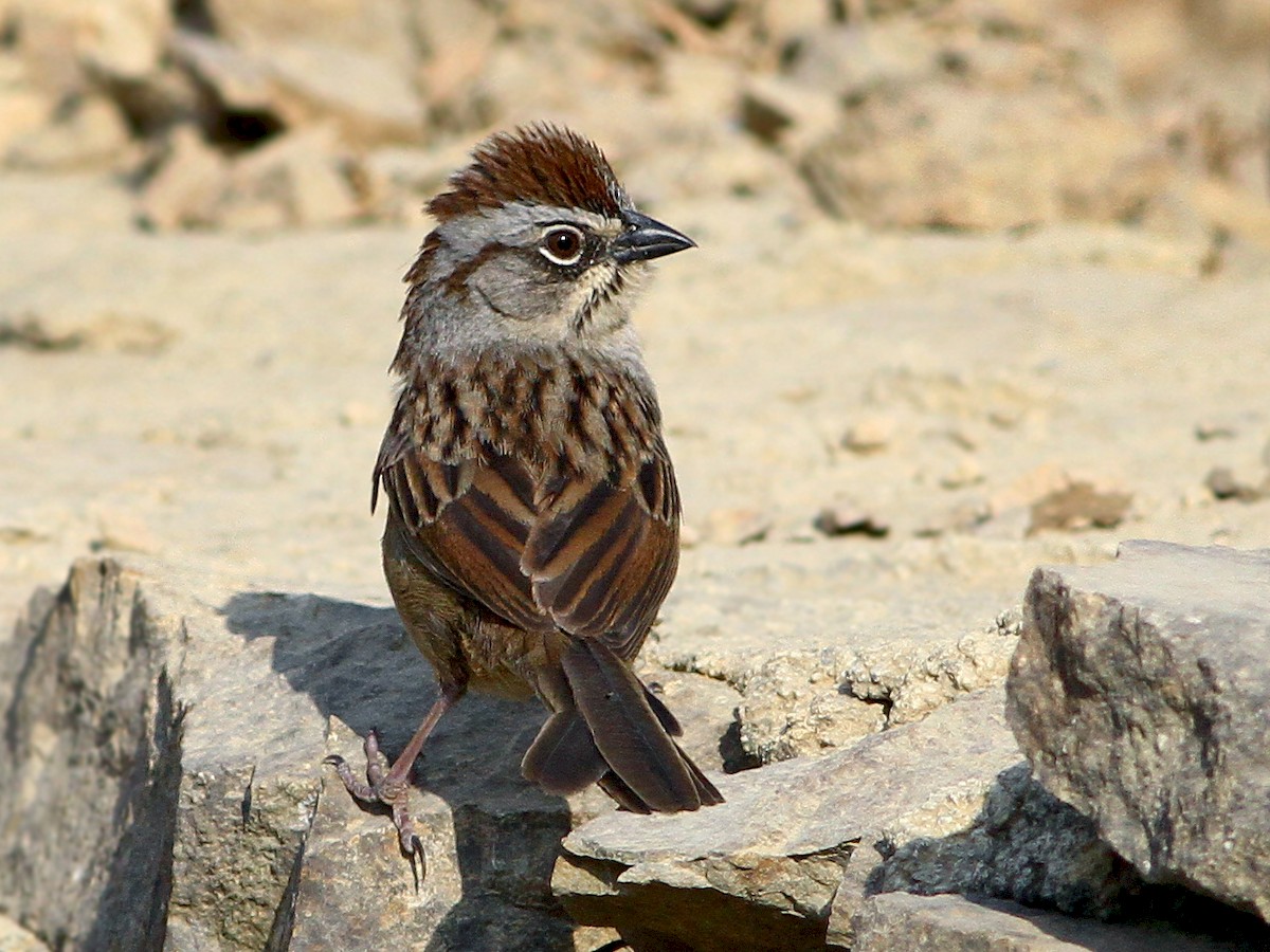 Oaxaca Sparrow - Aimophila notosticta - Birds of the World