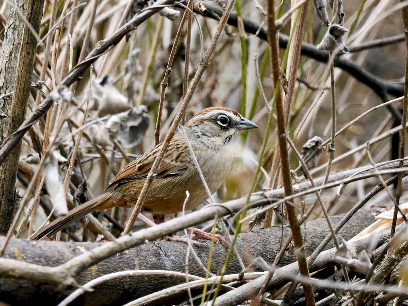 Oaxaca Sparrow - eBird