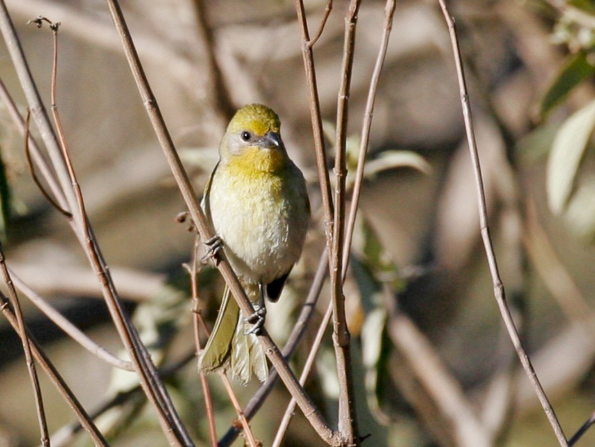 Red-headed Tanager - eBird