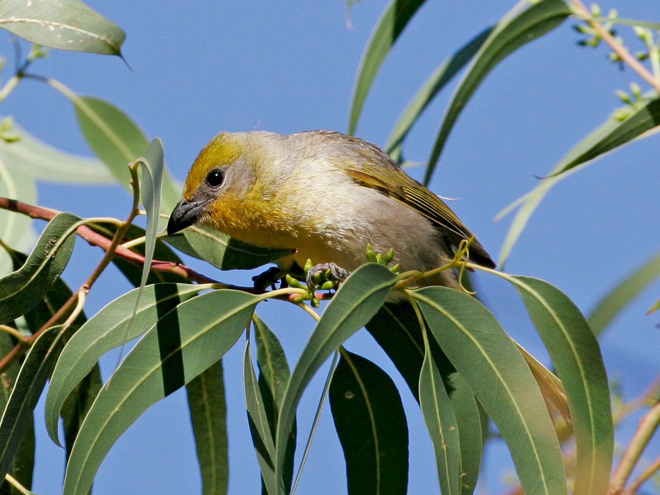 Red-headed Tanager - eBird