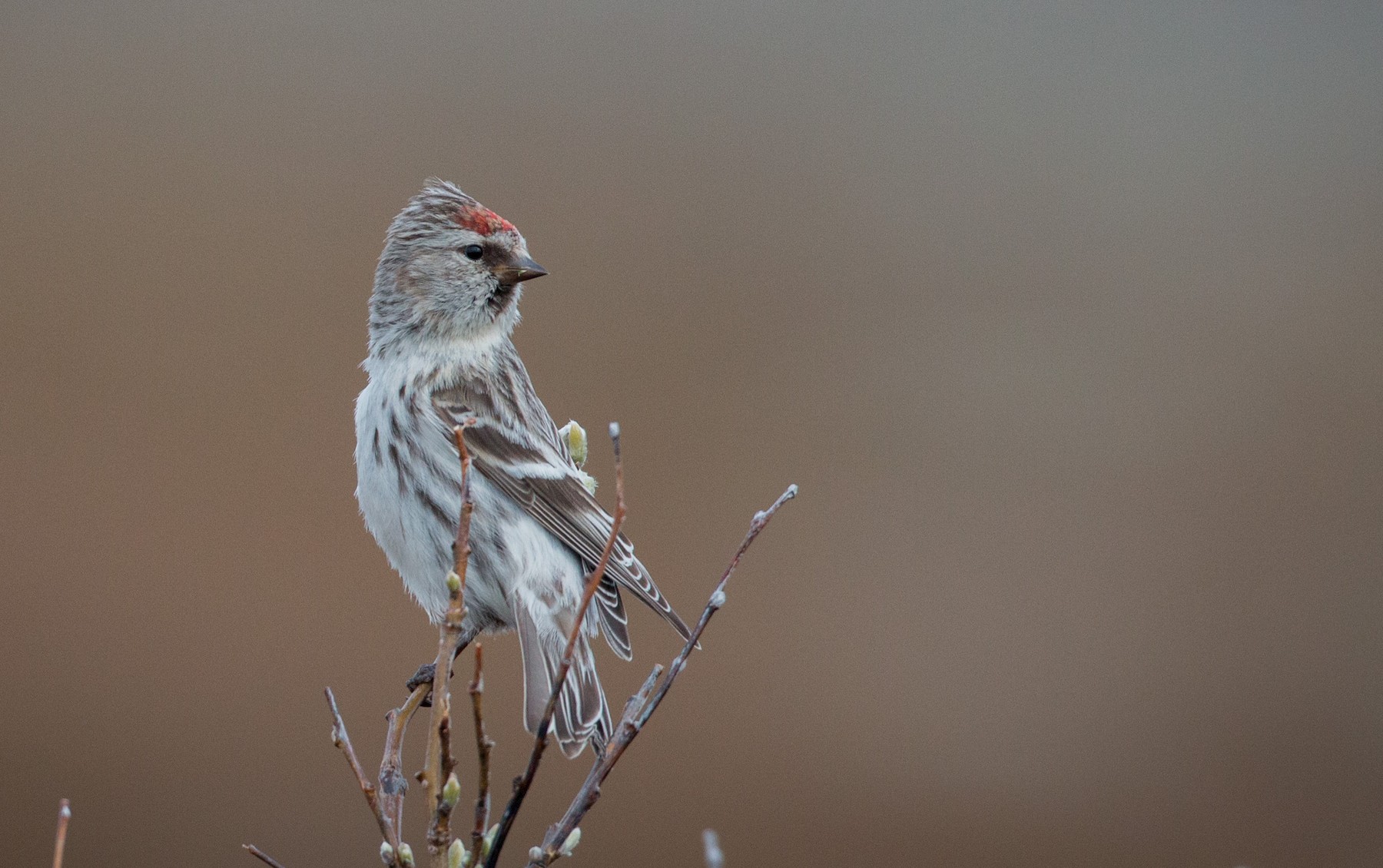 Arctic Redpoll (exilipes) - eBird