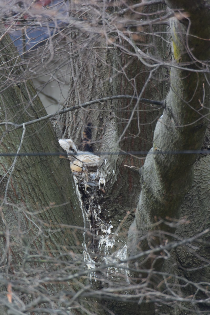 eBird Checklist - 3 Apr 2022 - Battery Park - 20 species