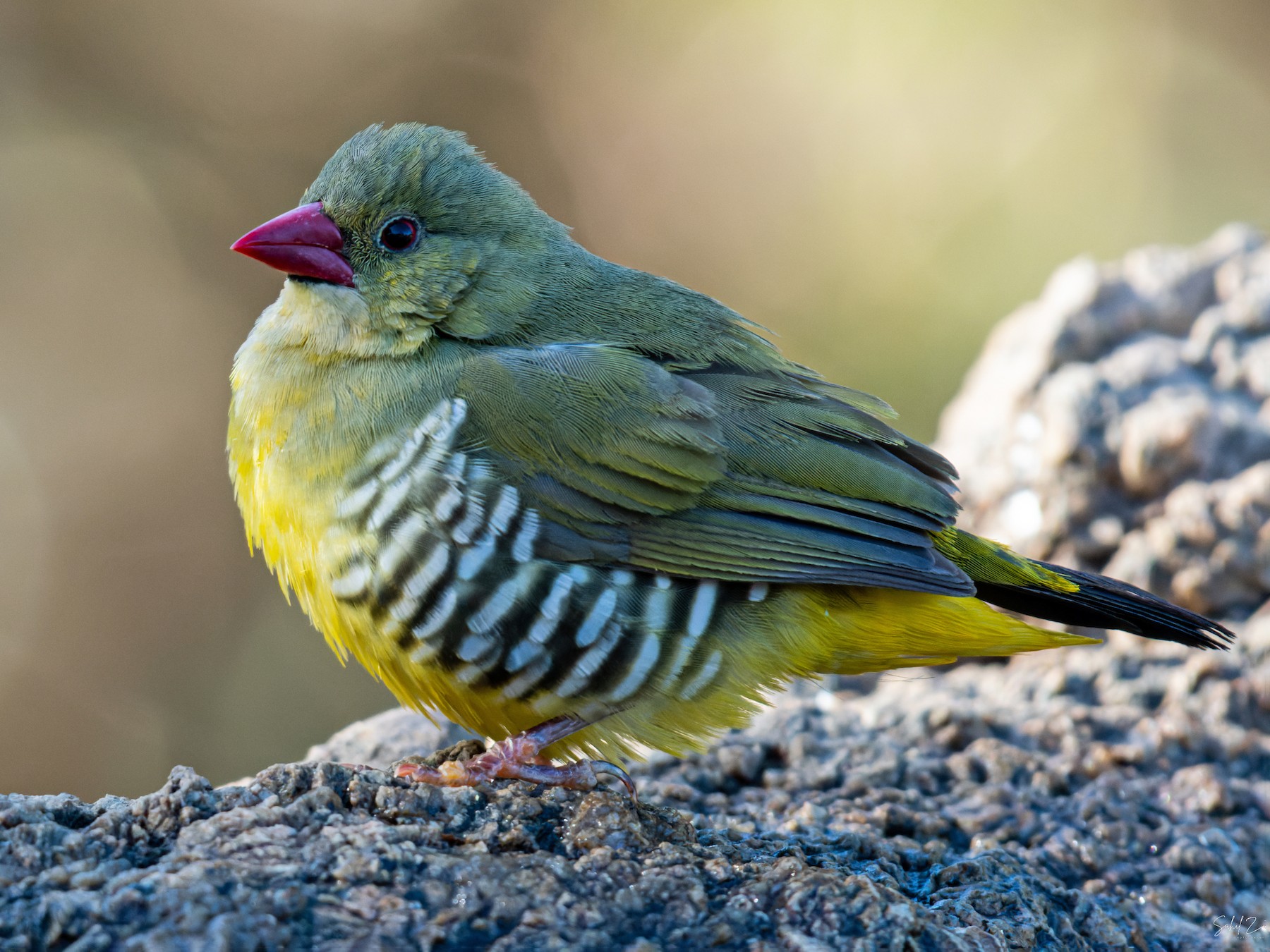 Green Avadavat - eBird