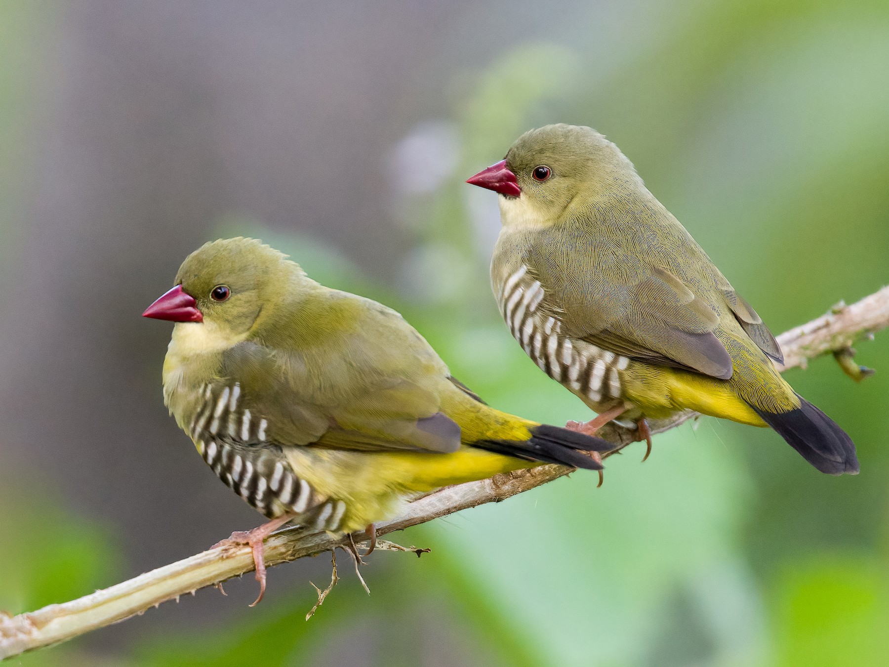 Green Avadavat - eBird