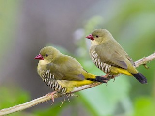 Green Avadavat - Amandava formosa - Birds of the World