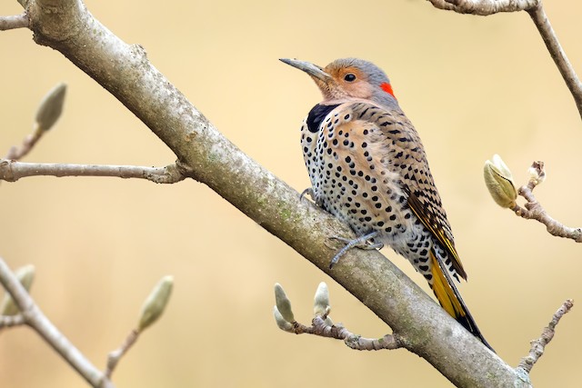 Northern Flicker Definitionmeaning What Does A Northern Flicker Sound