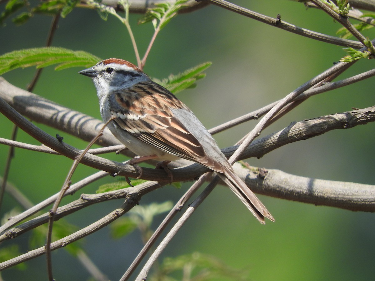 搜索媒体——Macaulay Library和eBird