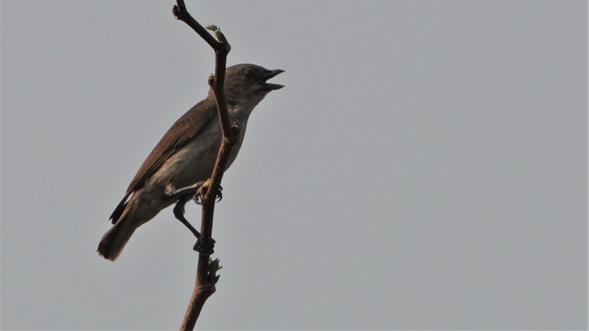 ML431887911 Thick-billed Flowerpecker Macaulay Library
