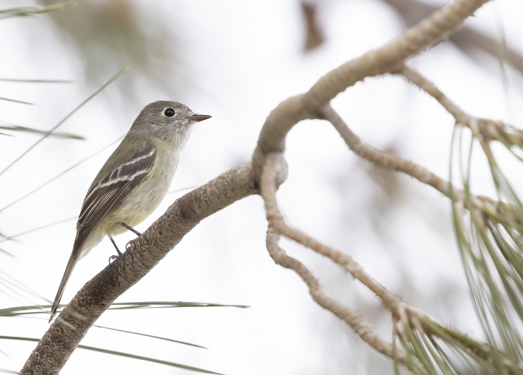 Mosquero sp. (Empidonax sp.) - eBird
