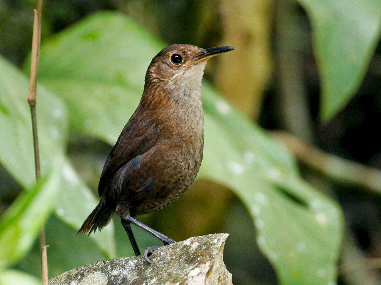 Nava's Wren - eBird