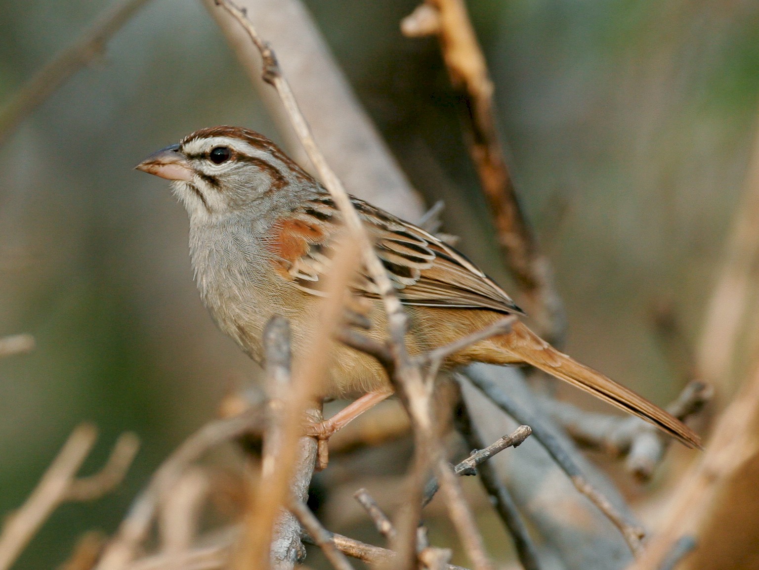 Cinnamon-tailed Sparrow - eBird
