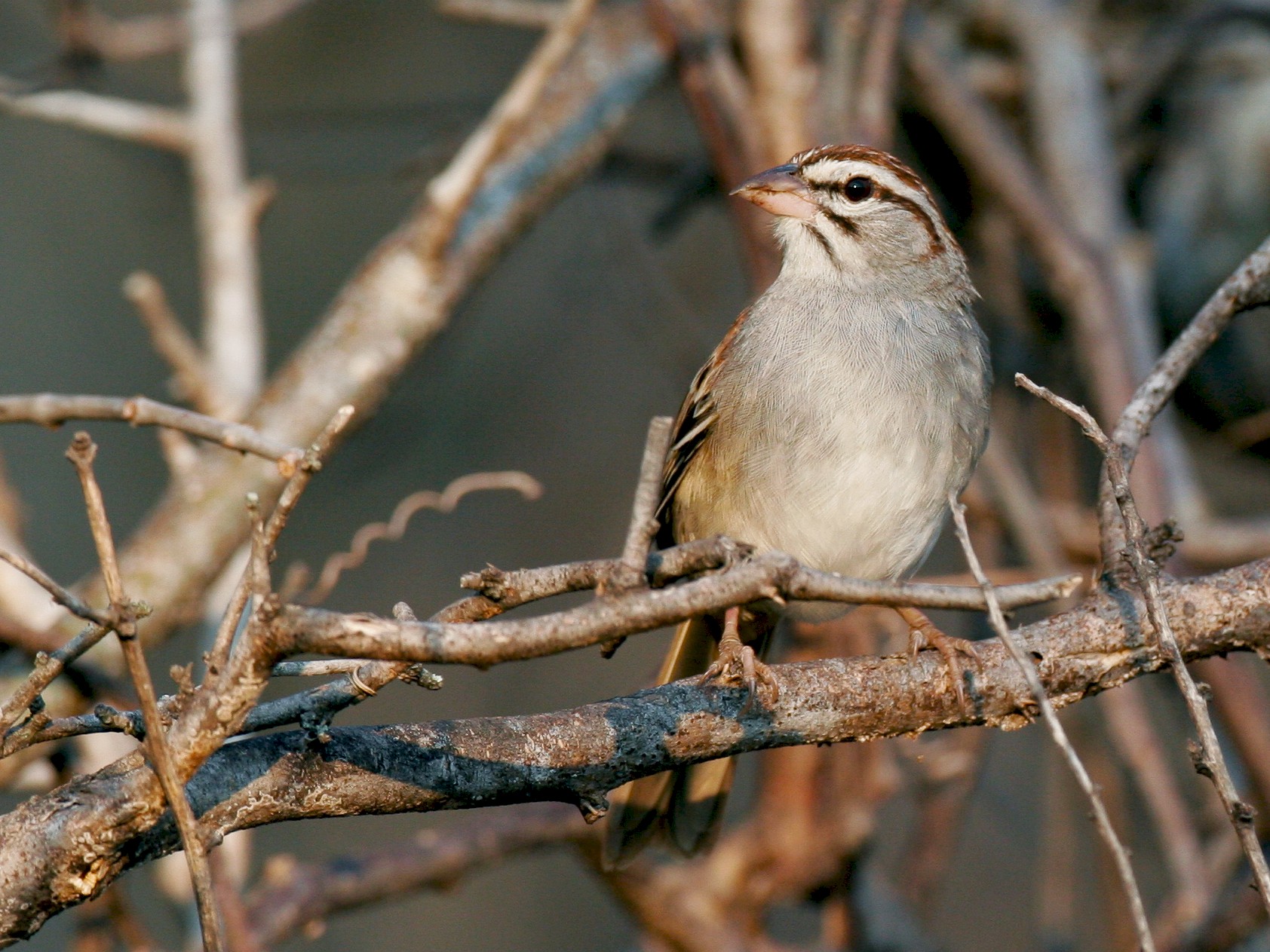 Cinnamon-tailed Sparrow - eBird