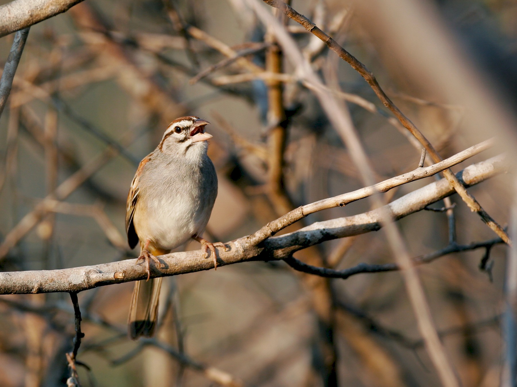 Cinnamon-tailed Sparrow - eBird