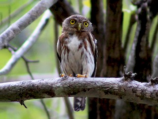 Tecolote Colimense - eBird