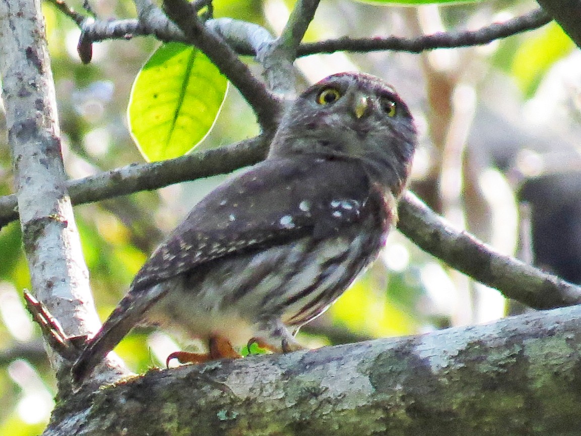Colima Pygmy-Owl - eBird