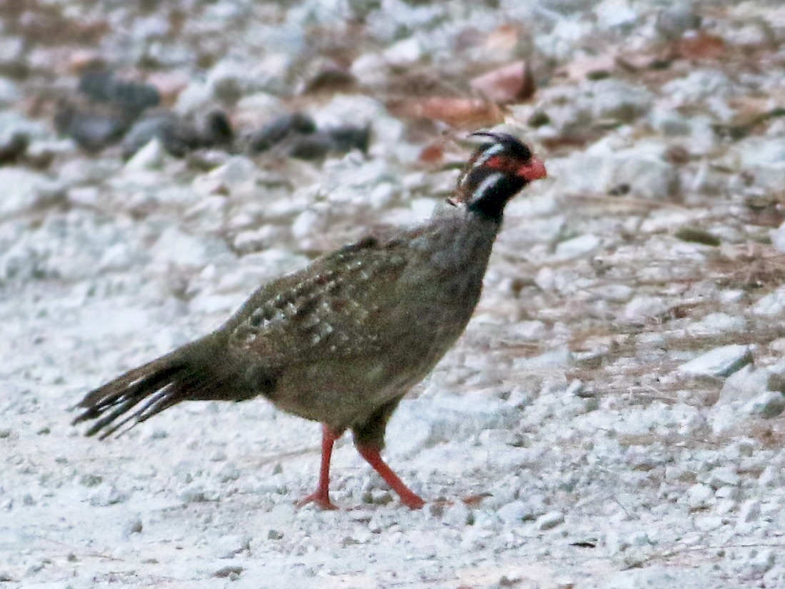 Long-tailed Wood-Partridge - eBird