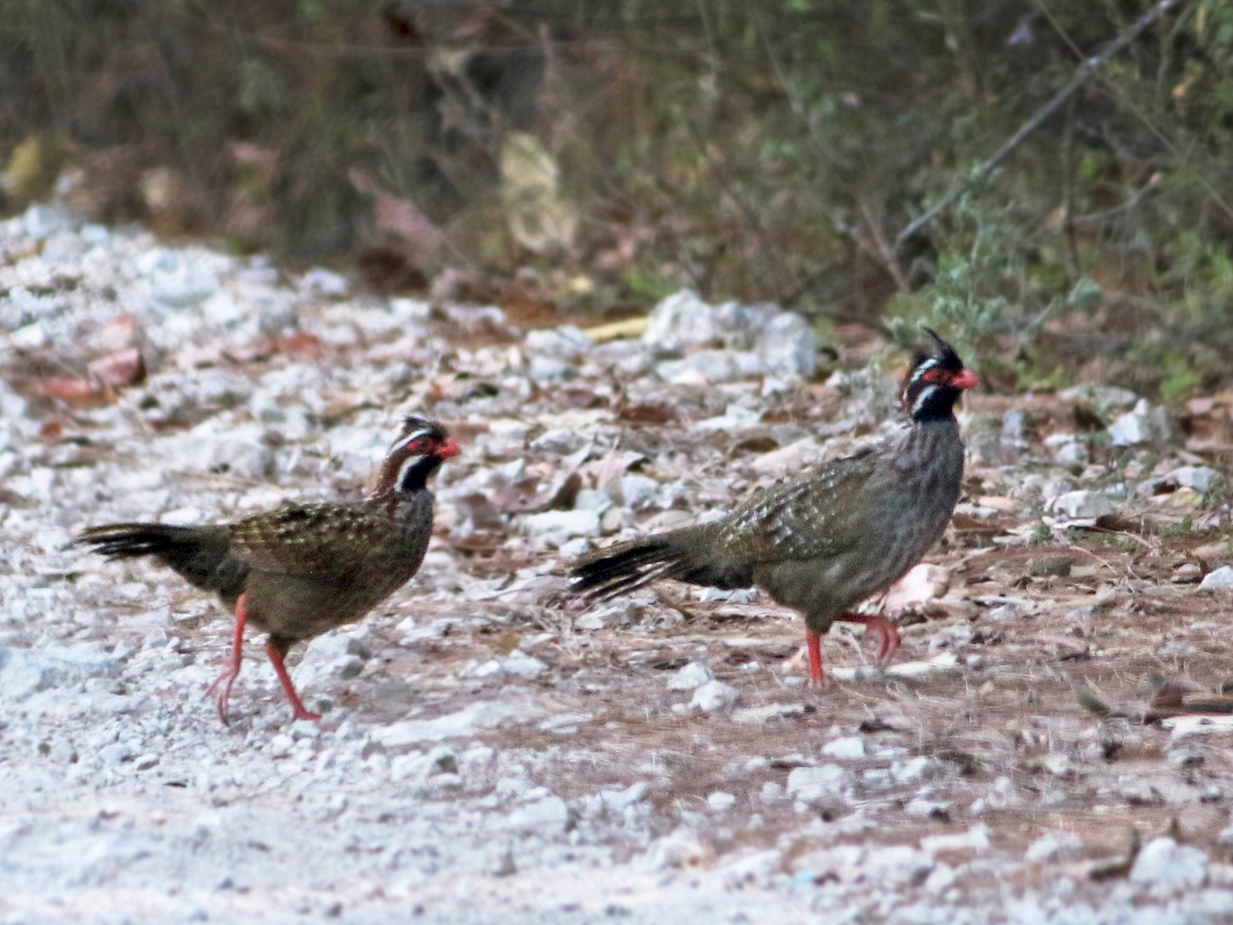 Long-tailed Wood-Partridge - eBird