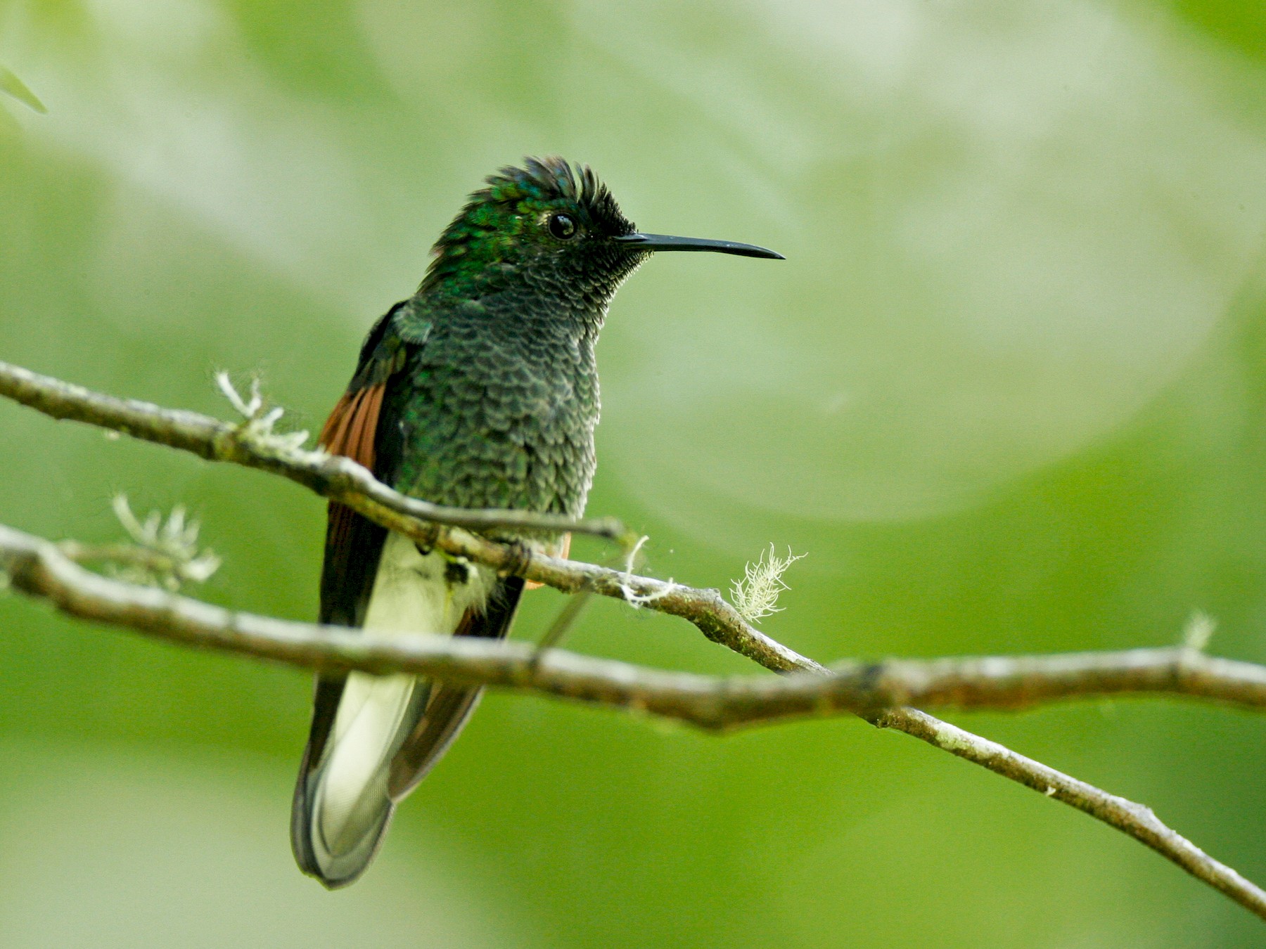 Blue-capped Hummingbird - eBird