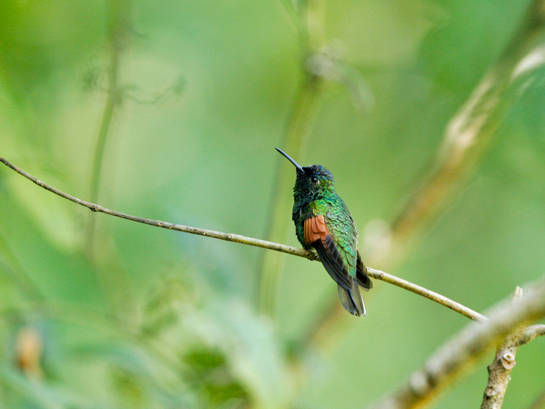 Blue-capped Hummingbird - eBird