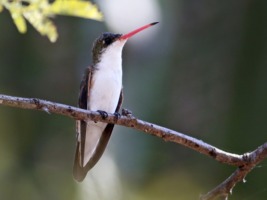 Colibrí Frente Verde - eBird