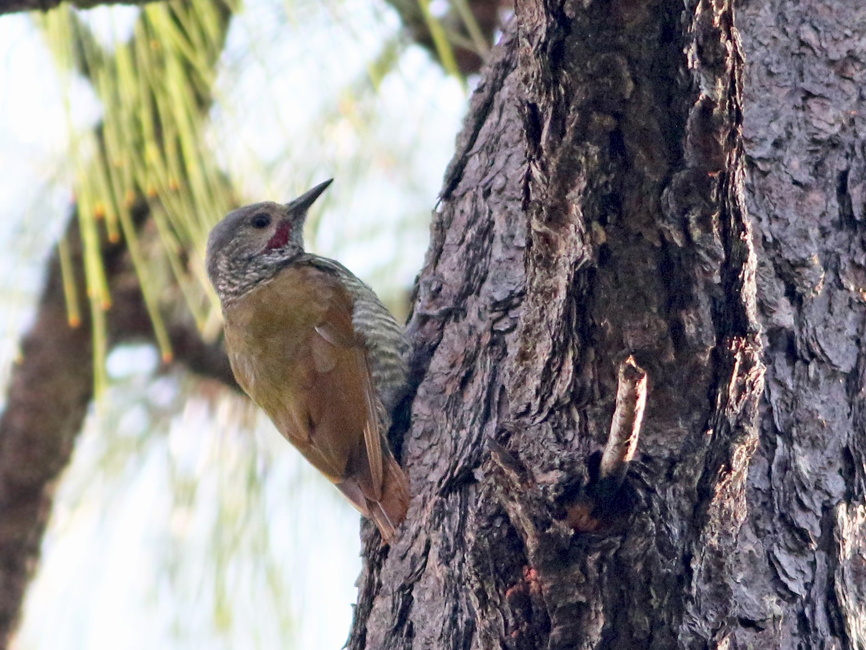 Gray-crowned Woodpecker - eBird