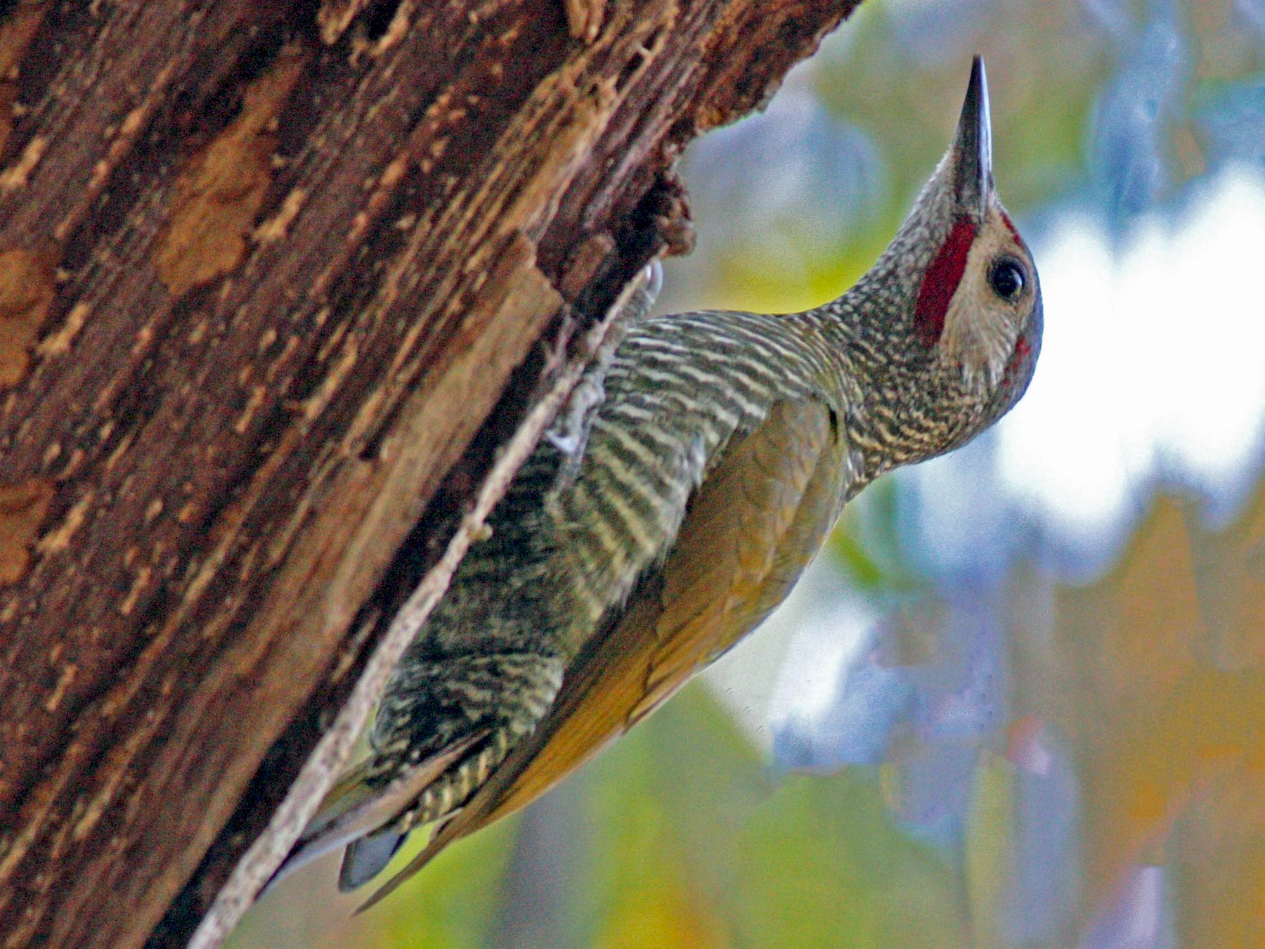 Gray-crowned Woodpecker - eBird