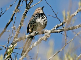 Ocellated Thrasher - Toxostoma ocellatum - Birds of the World