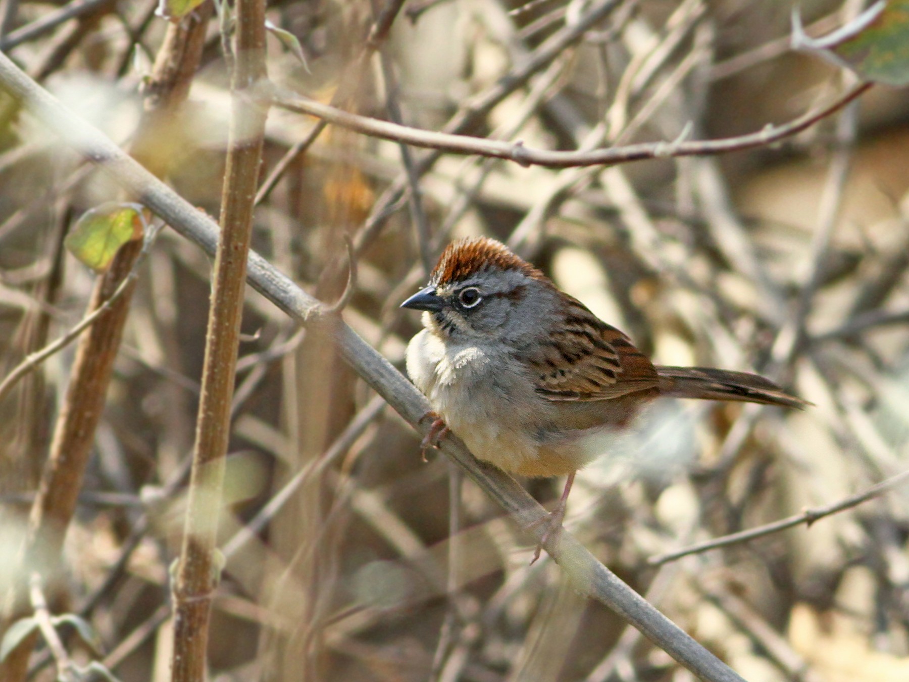 Oaxaca Sparrow - eBird