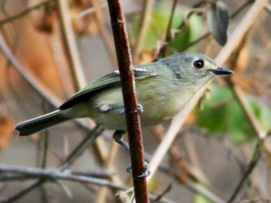 Dwarf Vireo - Vireo nelsoni - Birds of the World