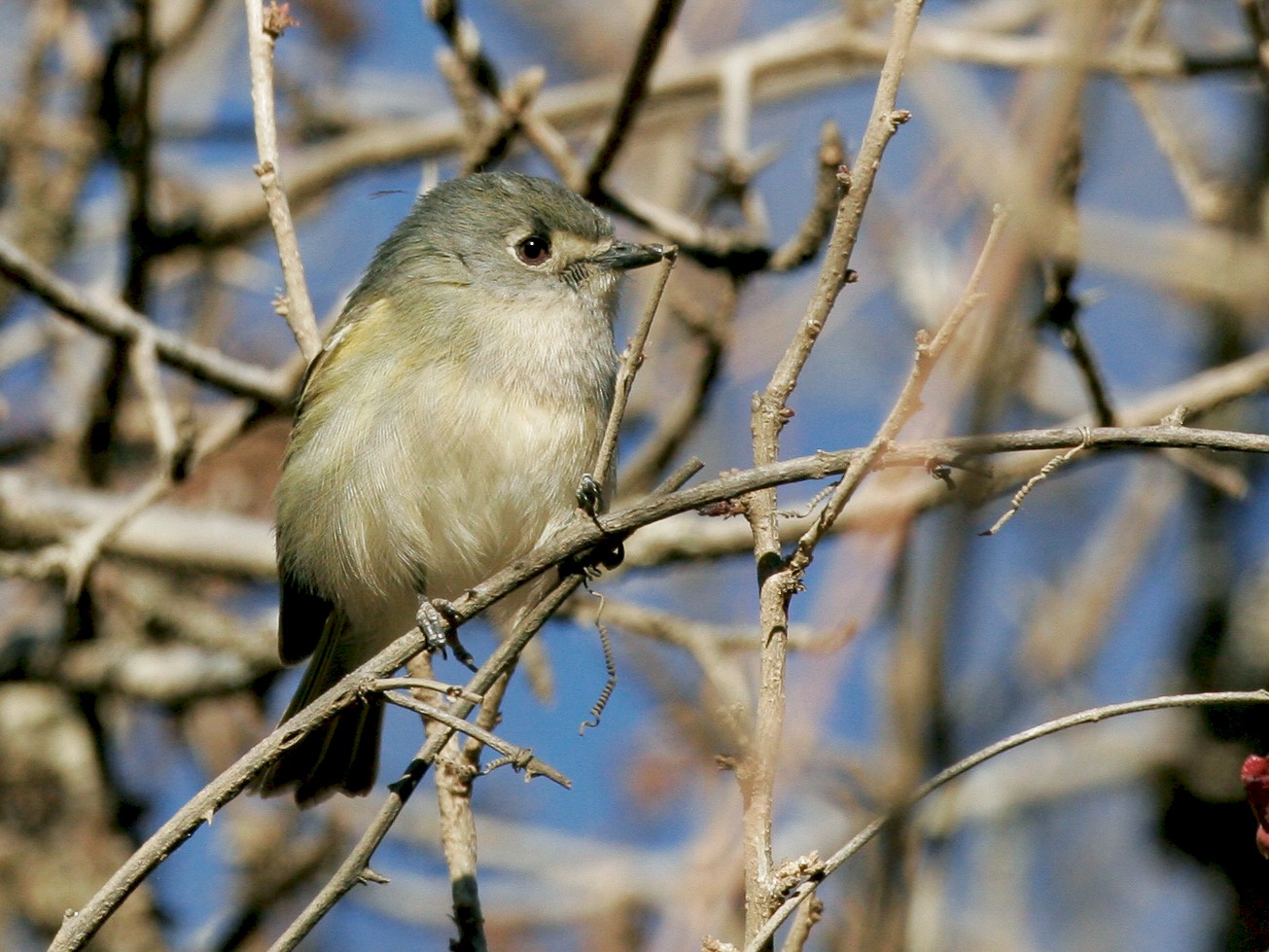 Dwarf Vireo - eBird
