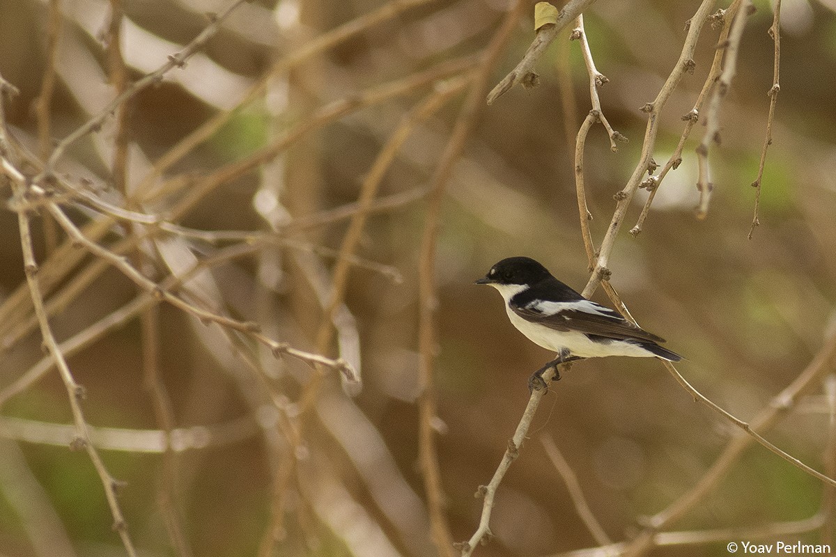 Israel Breeding Bird Atlas Checklist - 5 Apr 2022 - Eilat--Canada Park ...