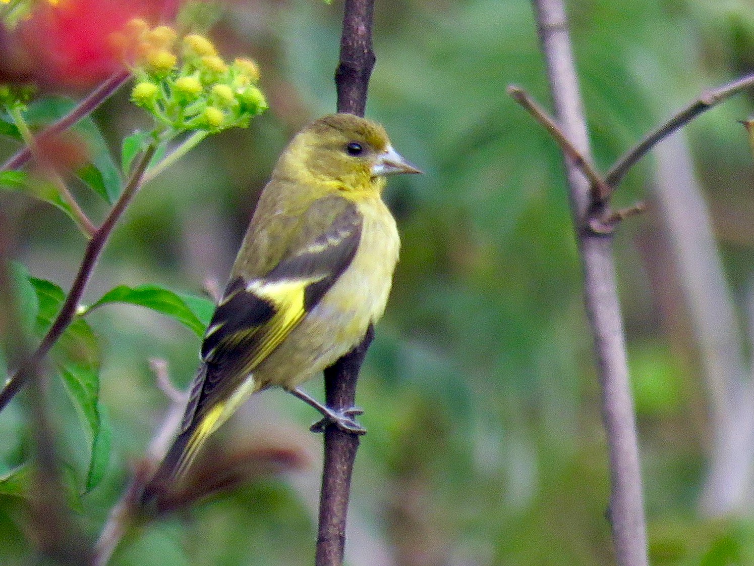 Black-headed Siskin - eBird