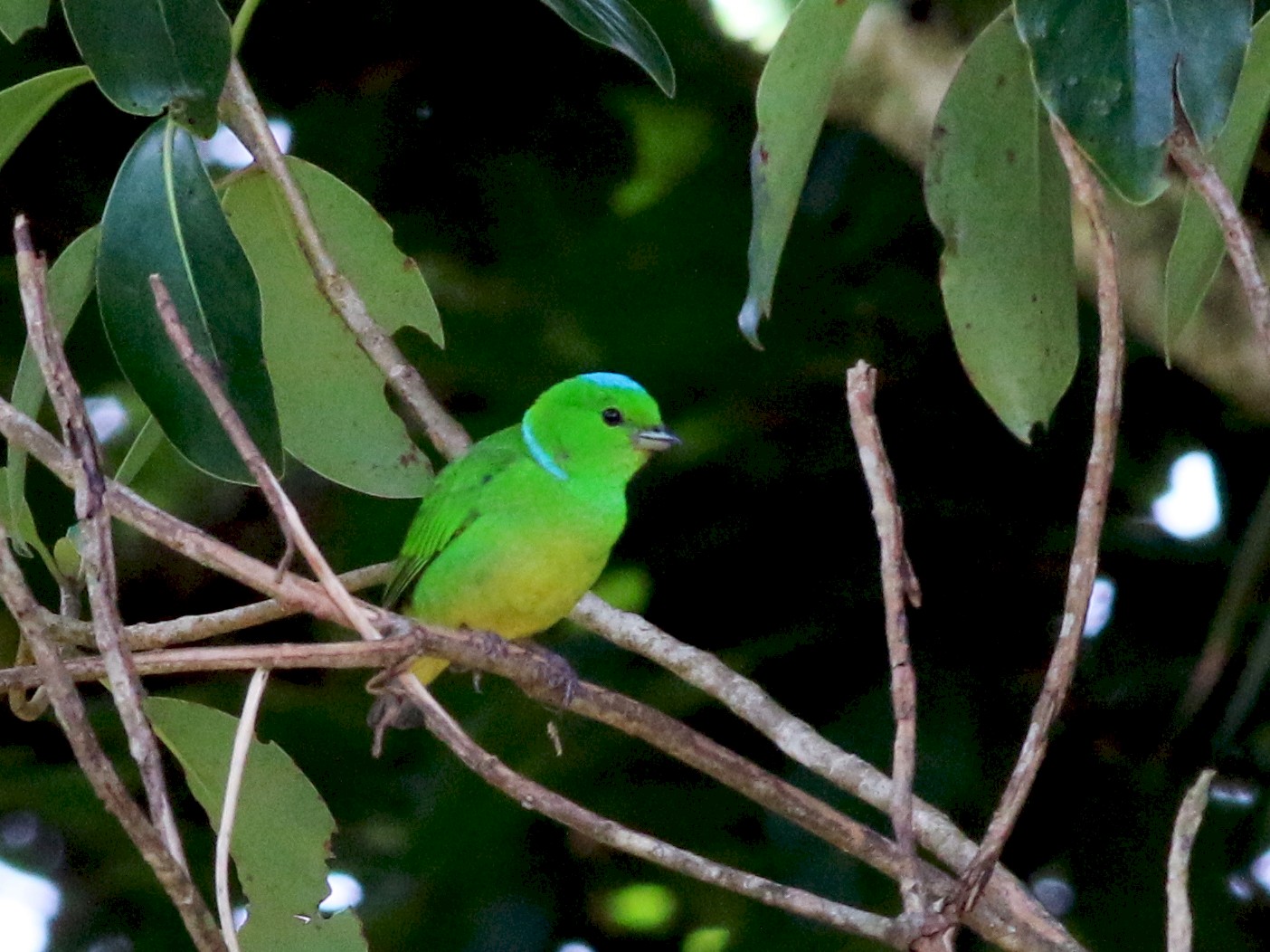 Blue-crowned Chlorophonia - eBird