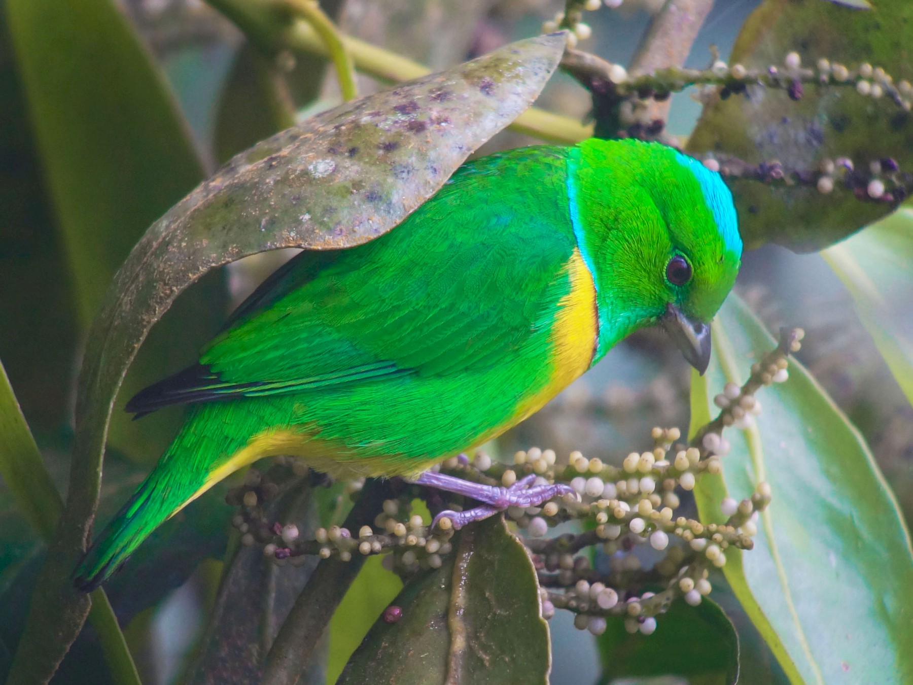 Blue-crowned Chlorophonia - eBird