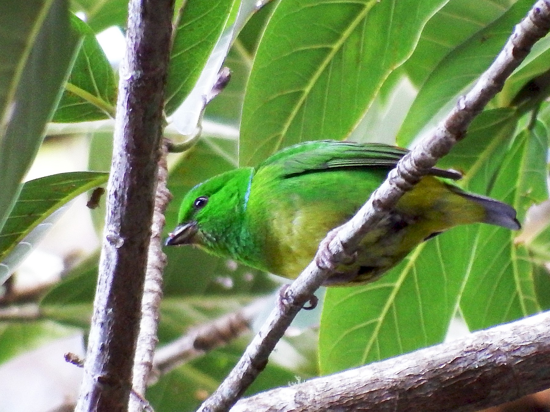 Blue-crowned Chlorophonia - eBird