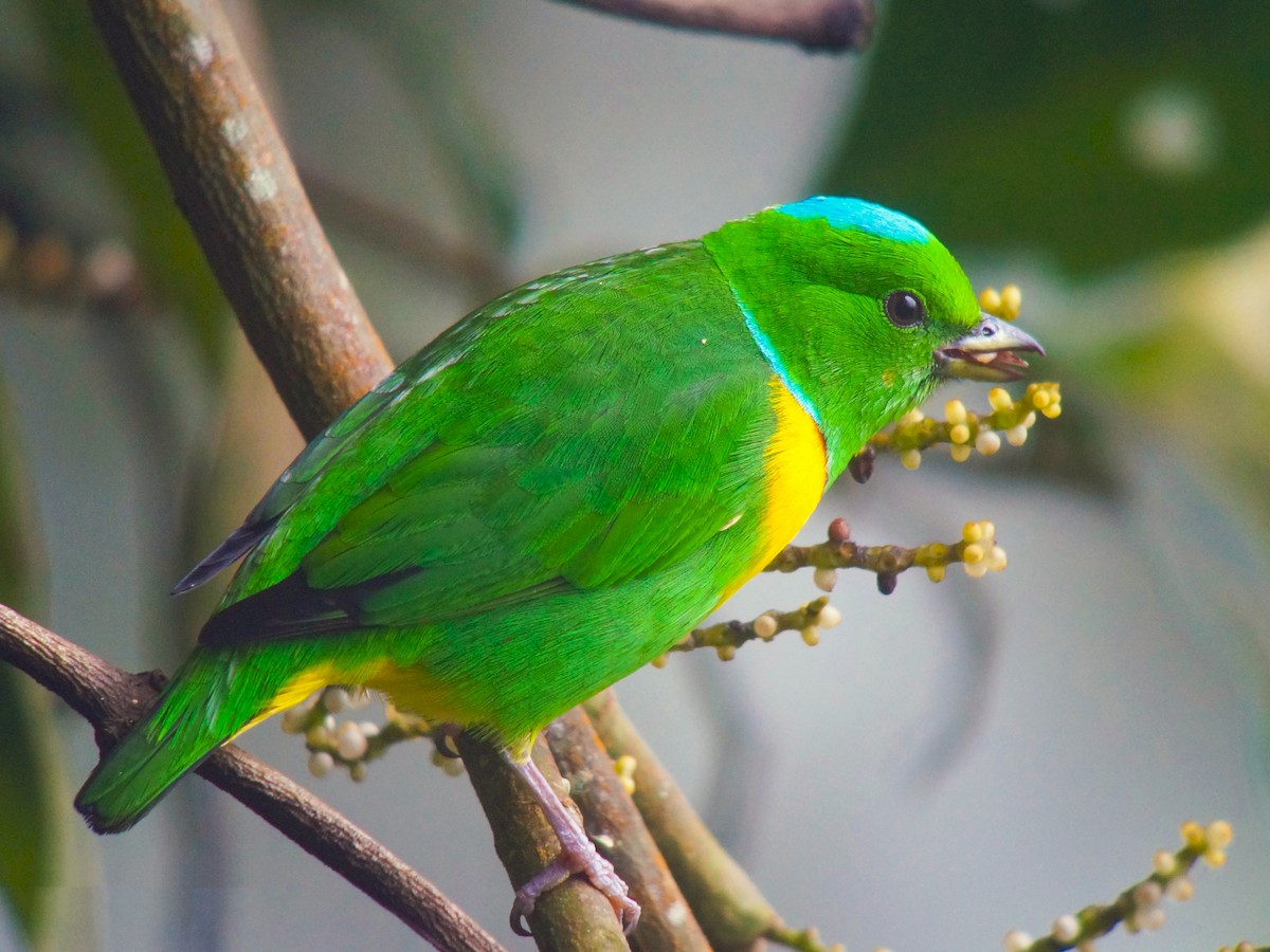 Blue-crowned Chlorophonia - Chlorophonia occipitalis - Birds of the World