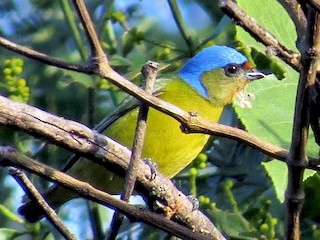 Elegant Euphonia - eBird